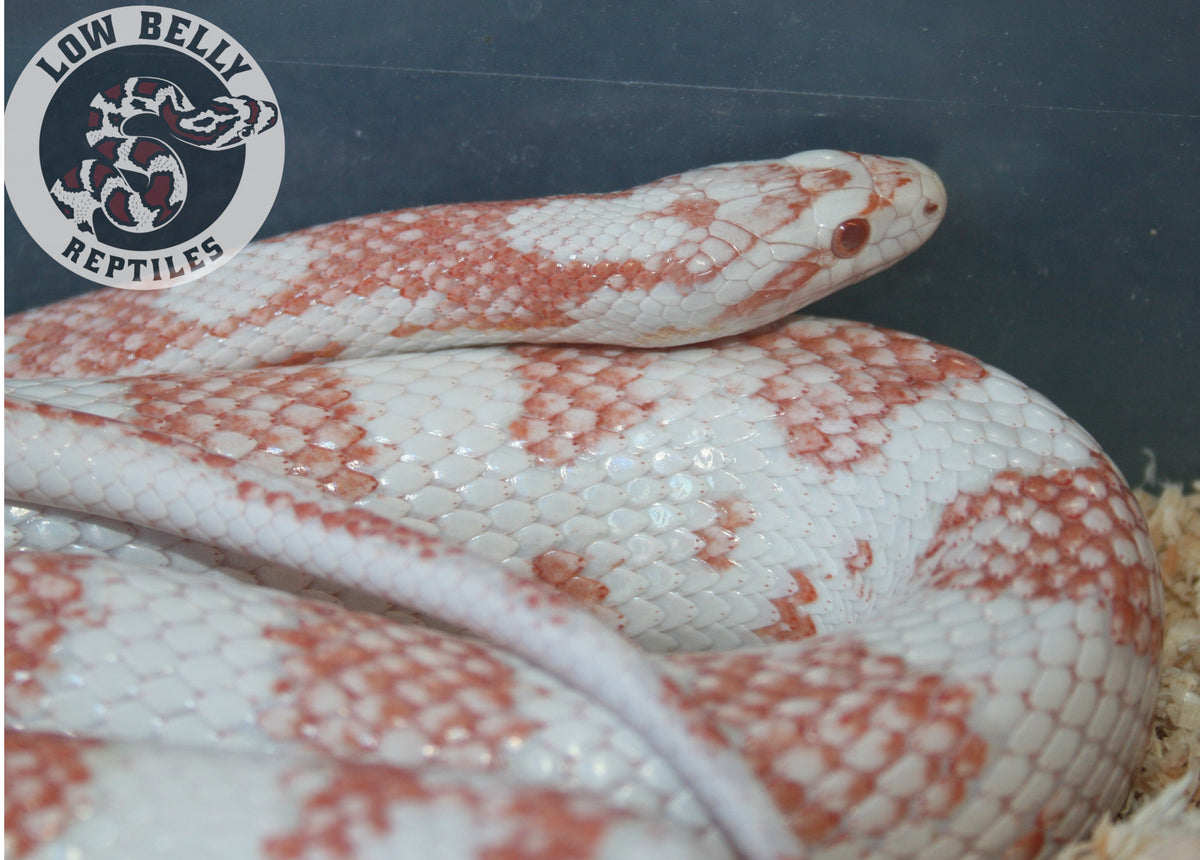 2023-C1 Candy Cane het Peppermint X Aberrant Candy Cane – Low Belly ...