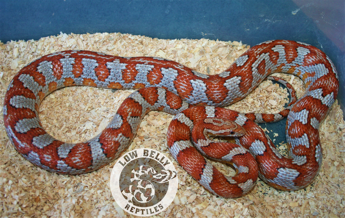 Clutch 2022-D3 - Aztec Miami X Aberrant Candy Cane – Low Belly Reptiles