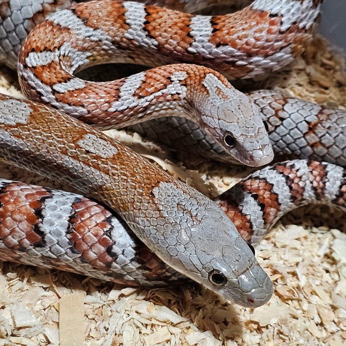 2024-C4 Zombie Miami Banded Motley X the same – Low Belly Reptiles