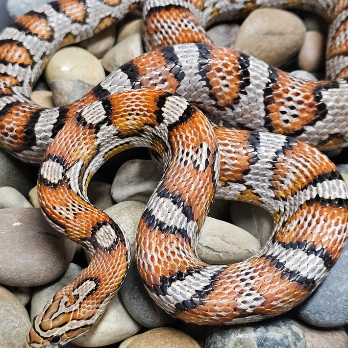 2024-B6 Miami het Hypo X Miami het Hypo – Low Belly Reptiles