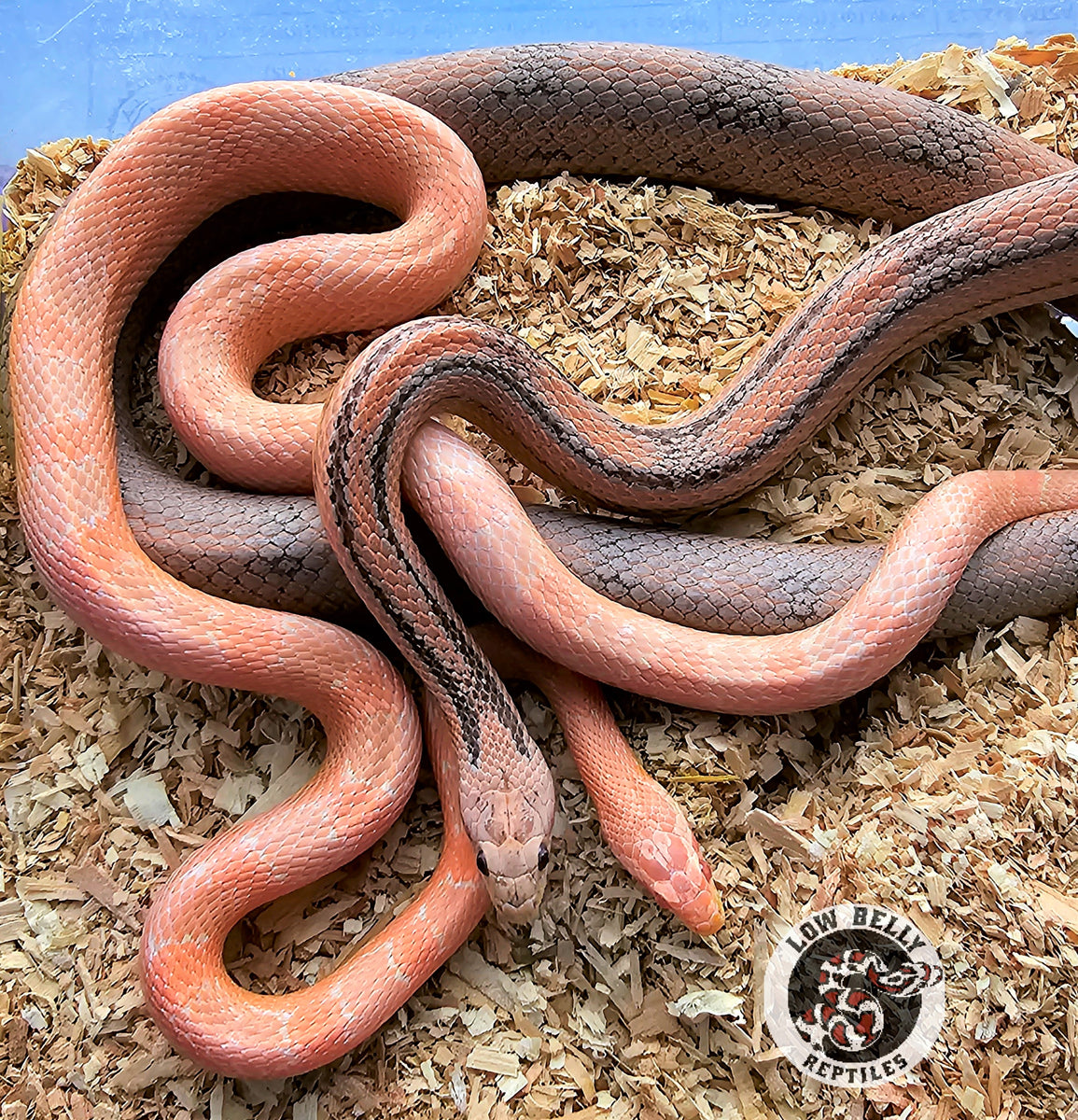 2023-C2 Salmon Ghost Stripe het Amel X Salmon Snow – Low Belly Reptiles