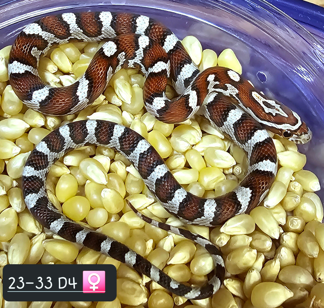 Miami Phase Corn Snakes – Low Belly Reptiles